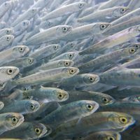 Northwest Fisheries Enhancement – NWFE – To Create a Sustainable ...