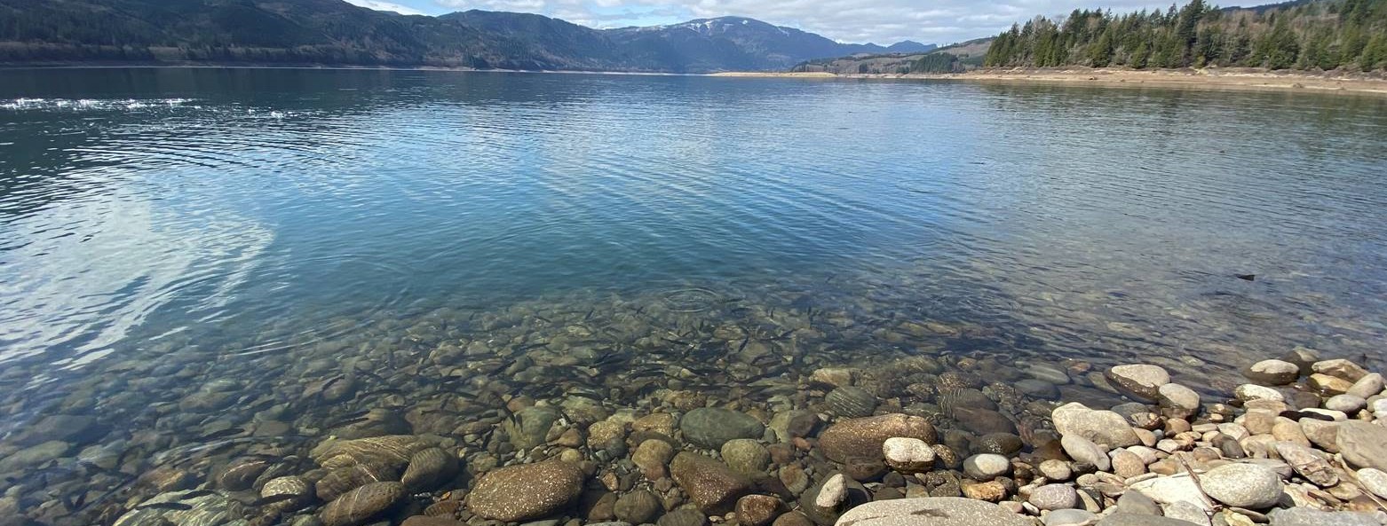400,000 Triploid Rainbow going into Riffe Lake – Northwest Fisheries ...