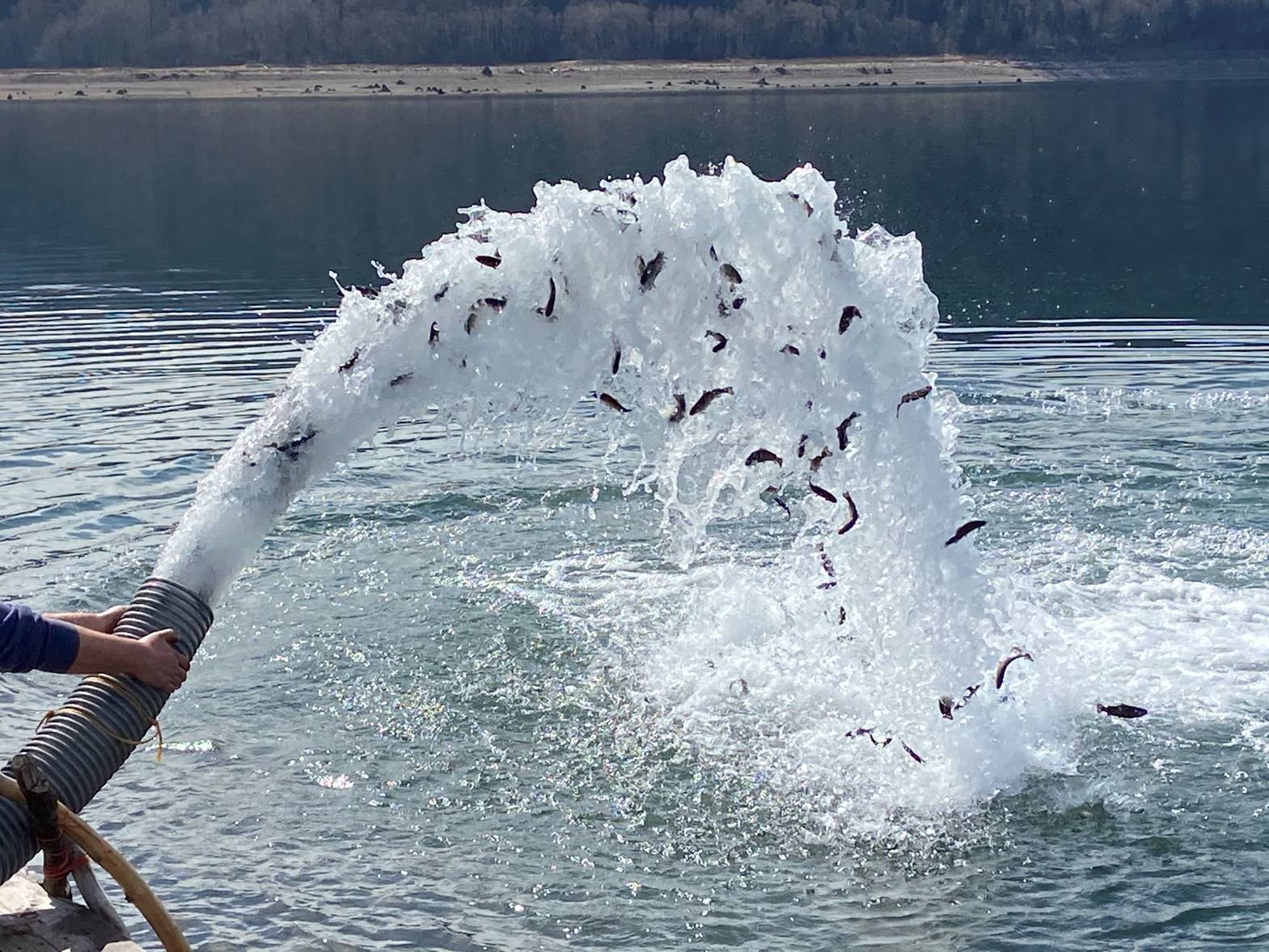 400,000 Triploid Rainbow going into Riffe Lake – Northwest Fisheries ...